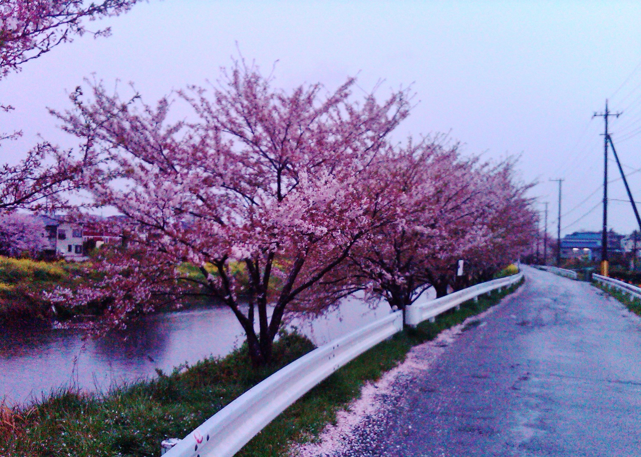 Hanami River near Katsatudai and Owada – the tokyo files 東京ファイル