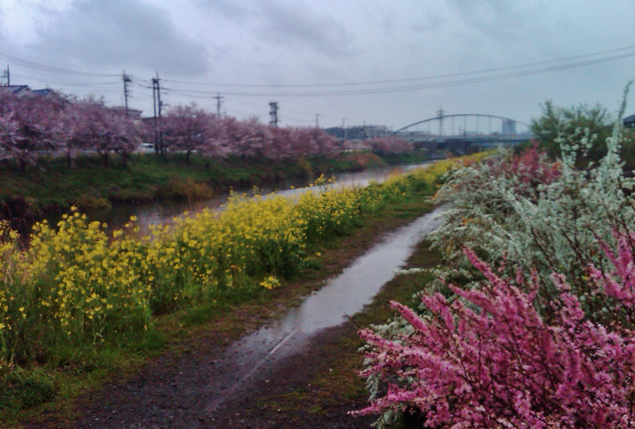 Hanami River near Katsatudai – Katsutadaiminami river garden path – the ...