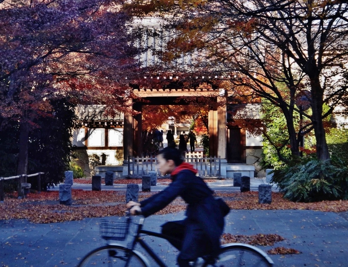 The fallen leaves of Koenji temple 高円寺 – the tokyo files 東京ファイル