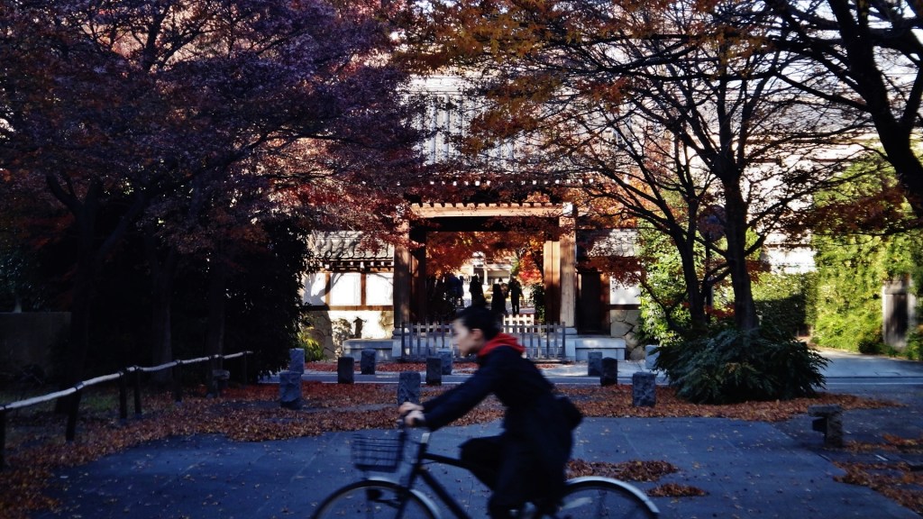 The fallen leaves of Koenji temple 高円寺 – the tokyo files 東京ファイル