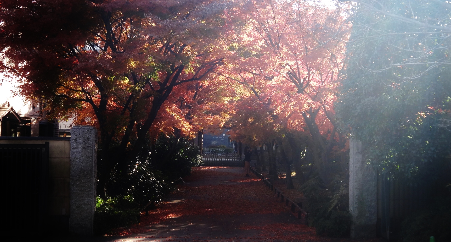 Koenji temple sunlight fall leaves – the tokyo files 東京ファイル