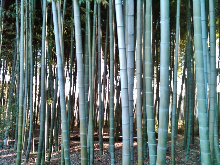 Chewing on Tokyo’s bamboo forests 東京の竹林 (Tokyo’s bamboo groves) – the ...